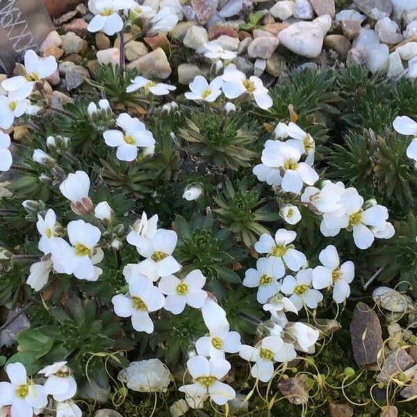 Draba Dedeana Plant Care & How to Grow, Water