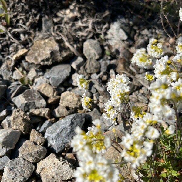 Draba Doerfleri Care Guide: Water, Soil & Propagation - Plantiary