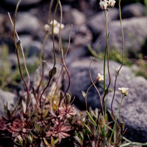Scree Whitlow-Grass (Draba Glabella) Plant Care & How to Grow, Water