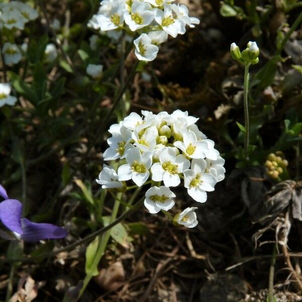 North Pacific Whitlow-Grass (Draba Hyperborea) Care Guide: Water, Soil ...