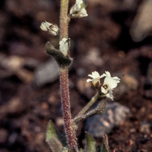 Hoary Whitlowgrass (Draba Incana) Plant Care & How to Grow, Water