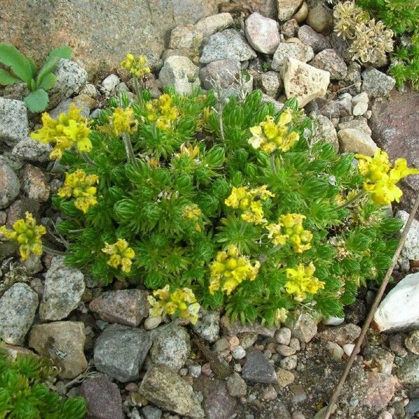 Draba Loiseleurii Care Guide: Water, Soil & Propagation - Plantiary