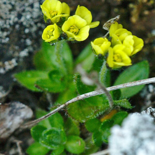 Alpine Whitlowgrass (Draba Oxycarpa) Plant Care & How to Grow, Water