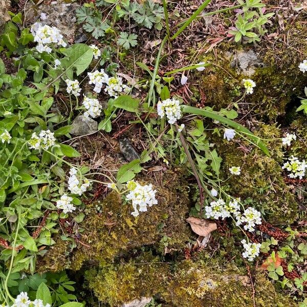 Draba Sachalinensis Care Guide: Water, Soil & Propagation - Plantiary