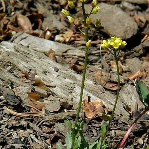 Showy Draba (Draba Spectabilis) Plant Care & How to Grow, Water