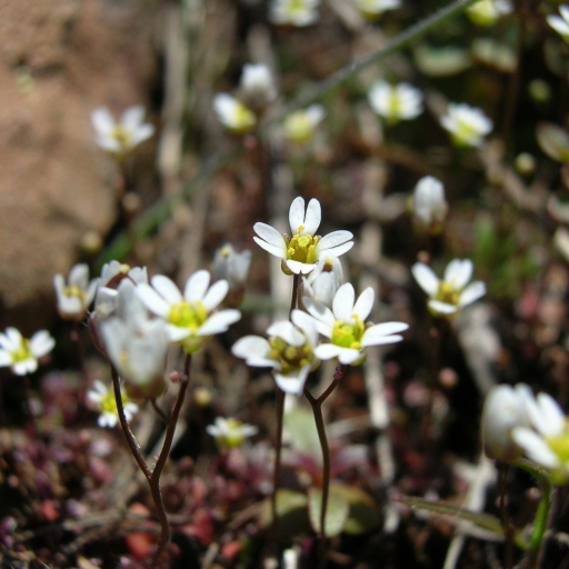 Spring Draba (Draba Verna) Plant Care & How to Grow, Water