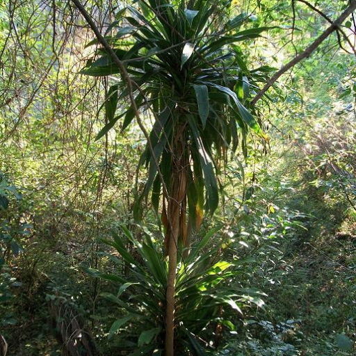 Large-Leaved Dragon Tree (Dracaena Aletriformis) Plant Care & How to ...