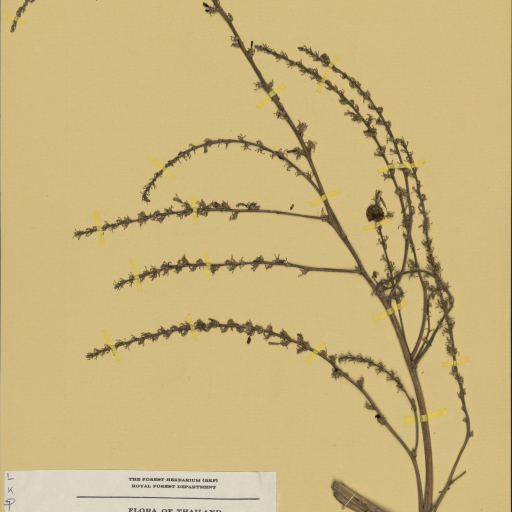 Dragon Blood Tree (Dracaena Cochinchinensis) Plant Care & How to Grow ...