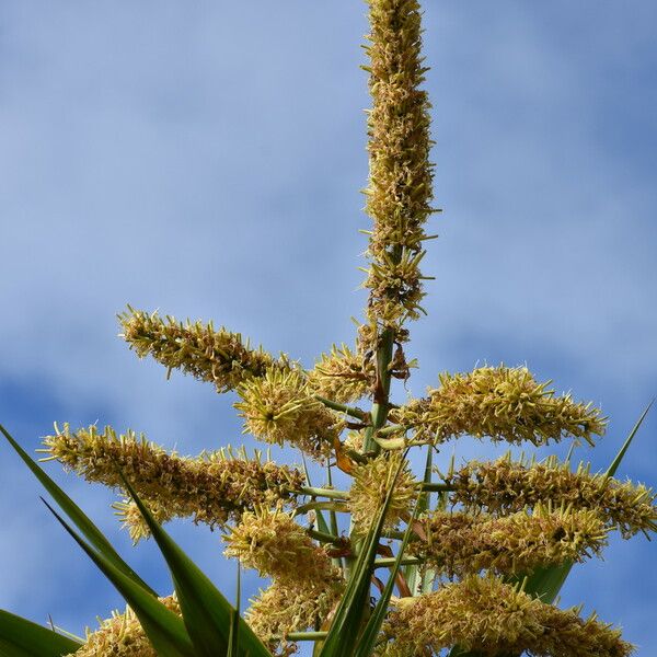Porn Seems (Dracaena Concinna) Plant Care & How to Grow, Water