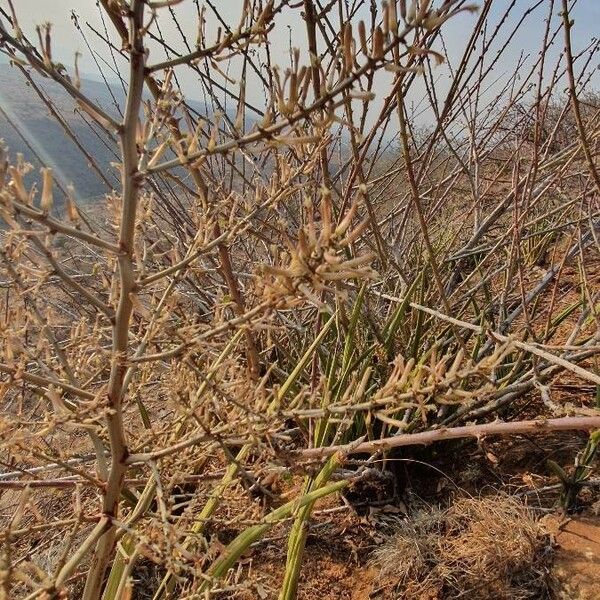 Dracaena Dawei Plant Care & How to Grow, Water