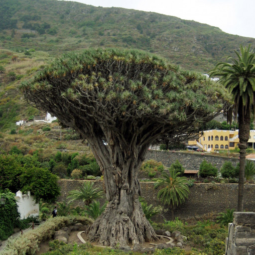 Dragon Tree (Dracaena Draco) Plant Care & How to Grow, Water