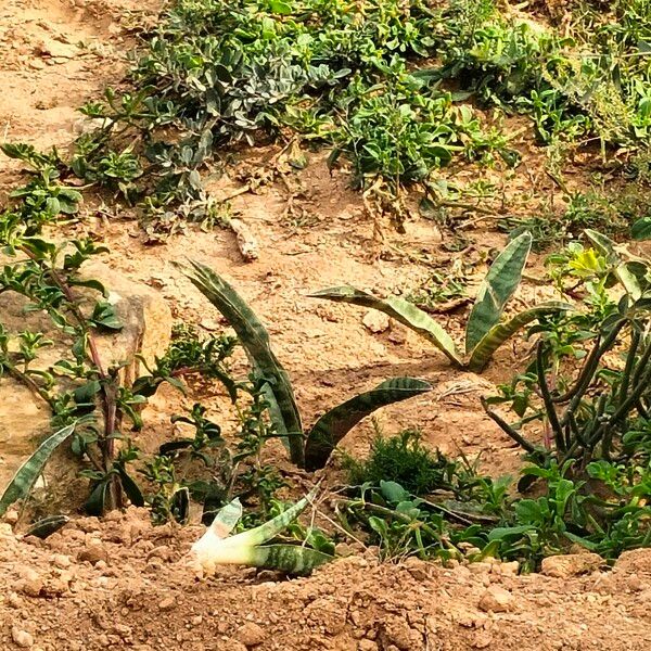 Australian Golden Wattle (Acacia Pycnantha) Plant Care & How to Grow, Water