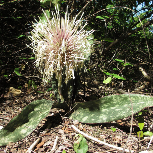 Star Sansevieria (Dracaena Pethera) Plant Care & How to Grow, Water
