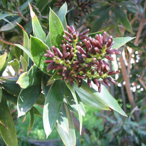 Song-Of-India (Dracaena Reflexa) Plant Care & How to Grow, Water