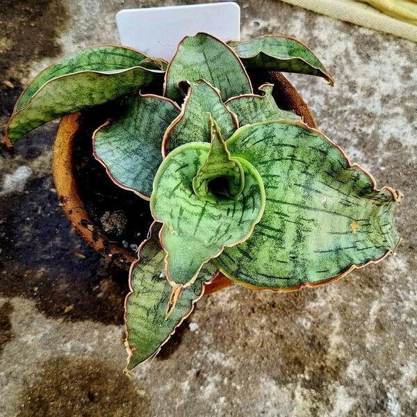 Snake (Dracaena Scimitariformis) Plant Care & How to Grow, Water