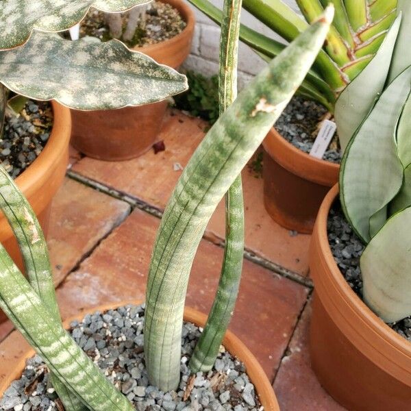 Dracaena Singularis Plant Care & How to Grow, Water