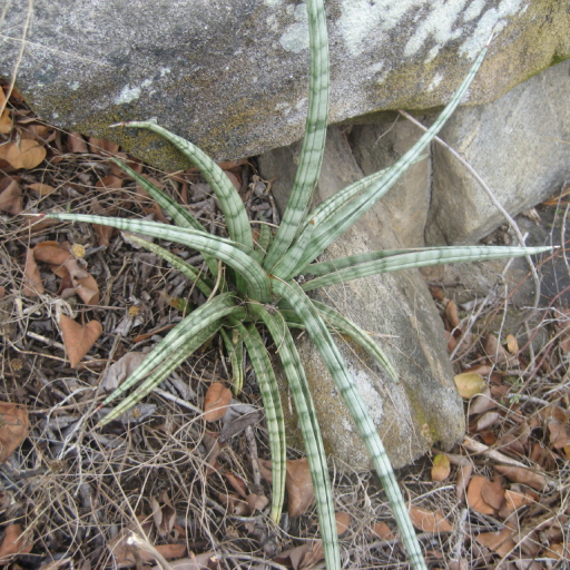 Kaffirboom (Erythrina Caffra) Plant Care & How to Grow, Water