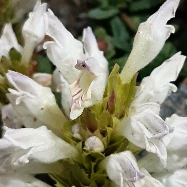 Dracocephalum Heterophyllum Plant Care & How to Grow, Water