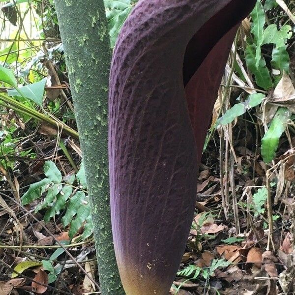 Dracontium Gigas Plant Care & How to Grow, Water