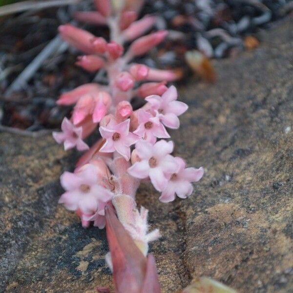 Dracophyllum Alticola Plant Care & How to Grow, Water