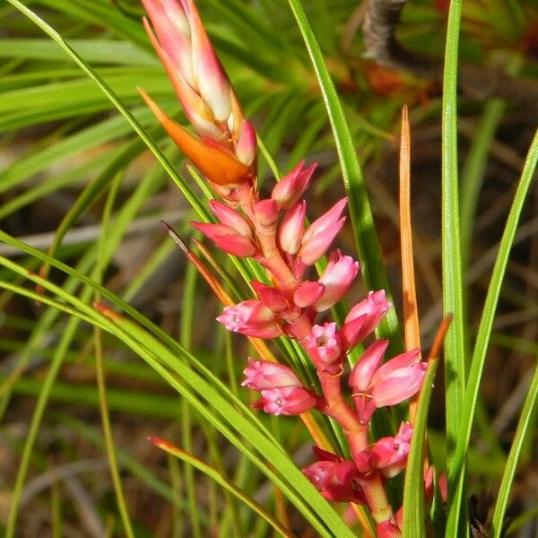 Dracophyllum Balansae Plant Care & How to Grow, Water