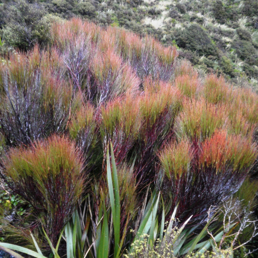 Inaka (Dracophyllum Longifolium) Plant Care & How to Grow, Water