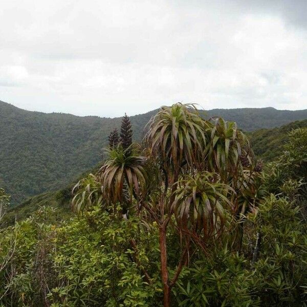 Mountain Neinei (Dracophyllum Traversii) Plant Care & How to Grow, Water