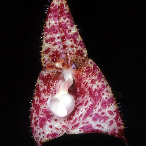 Dracula Vespertilio Plant Care & How to Grow, Water