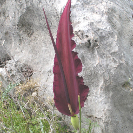 Dragon Lily (Dracunculus Vulgaris) Plant Care & How to Grow, Water