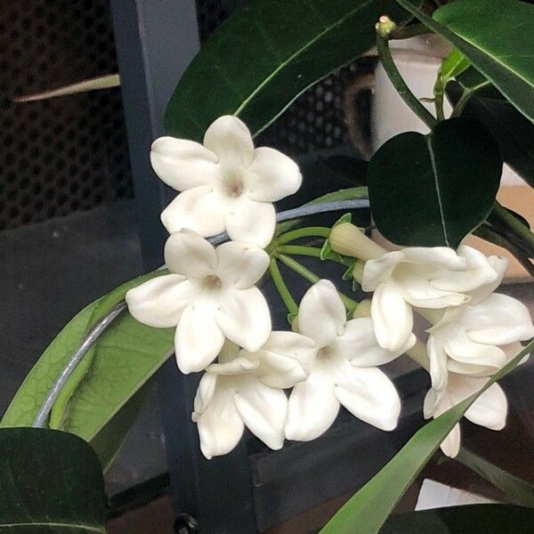 Dregea Floribunda Plant Care & How to Grow, Water