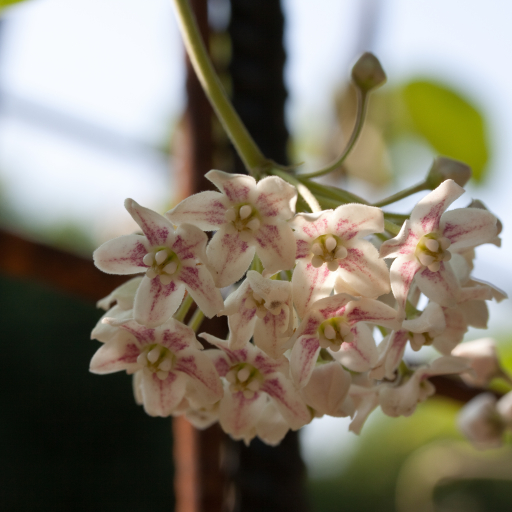 Dregea Sinensis Plant Care & How to Grow, Water