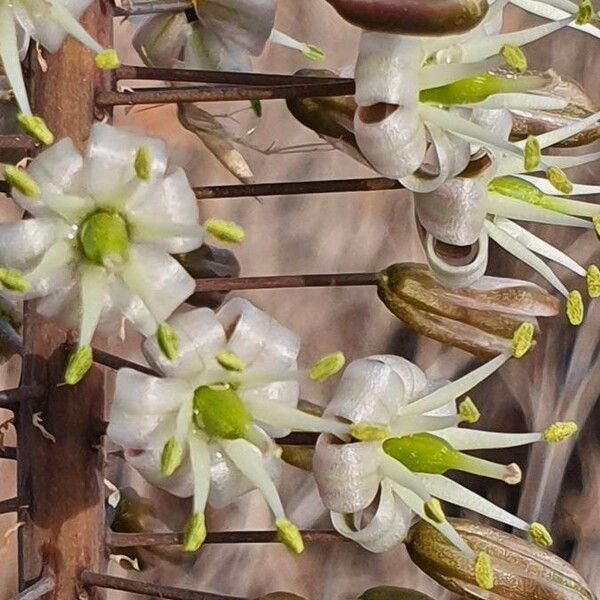 Drimia Altissima Plant Care & How to Grow, Water