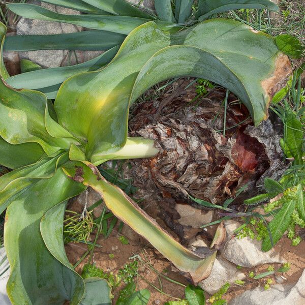 Drimia Glaucophylla Care Guide: Water, Soil & Propagation - Plantiary