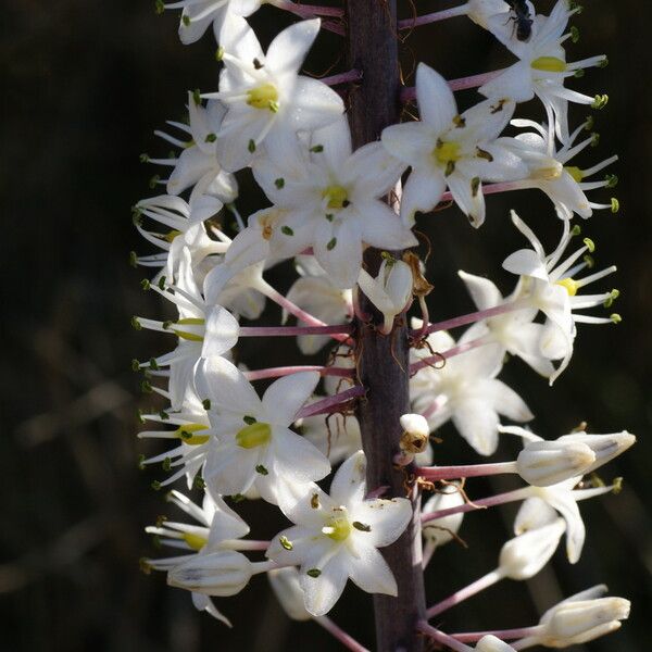 Sea Squill (Drimia Numidica) Plant Care & How to Grow, Water