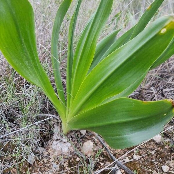 Drimia Pancration Care Guide: Water, Soil & Propagation - Plantiary