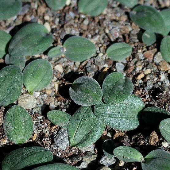 Flat Squill (Drimia Platyphylla) Plant Care & How to Grow, Water