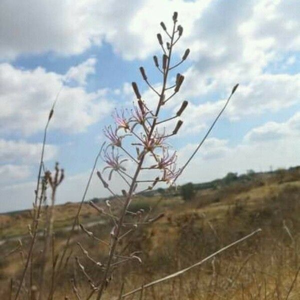 Undulate Sea Squill Complex (Drimia Undata) Plant Care & How to Grow, Water