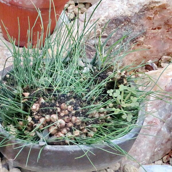 Fairy Bell (Drimia Uniflora) Plant Care & How to Grow, Water