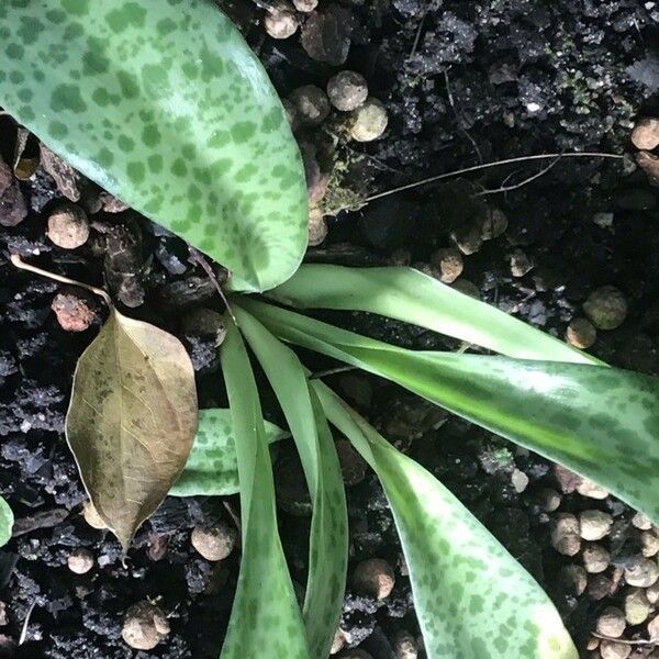 Giant Squill (Drimiopsis Botryoides) Plant Care & How to Grow, Water