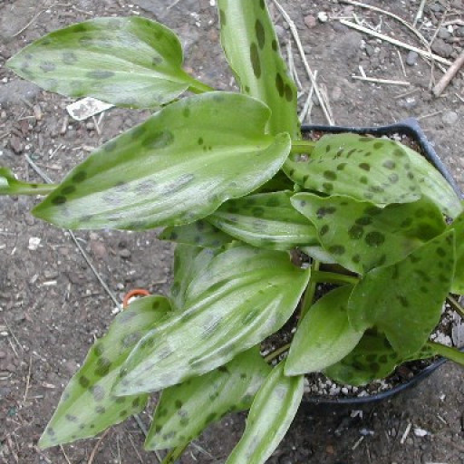 African False Hosta (Drimiopsis Maculata) Plant Care & How to Grow, Water