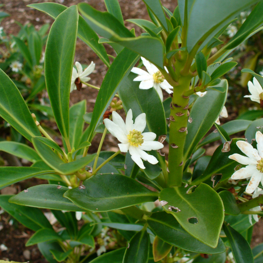 Drimys Andina Care Guide: Water, Soil & Propagation - Plantiary