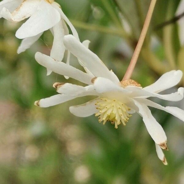 Drimys Brasiliensis Plant Care & How to Grow, Water