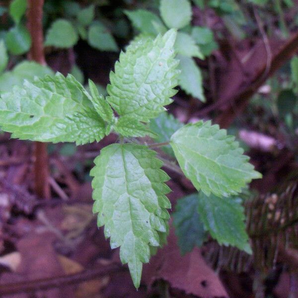 Droguetia Leptostachys Care Guide: Water, Soil & Propagation - Plantiary