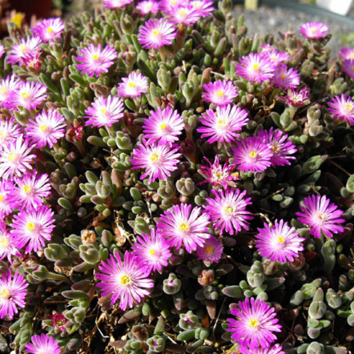 Hairy Dewflower (Drosanthemum Hispidum) Plant Care & How to Grow, Water