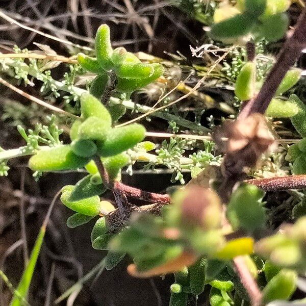 Mound Dewfig (Drosanthemum Lique) Plant Care & How to Grow, Water