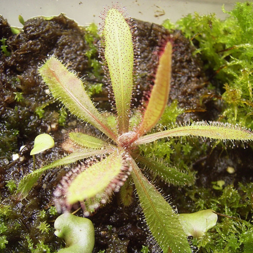 Drosera Adelae Plant Care & How to Grow, Water