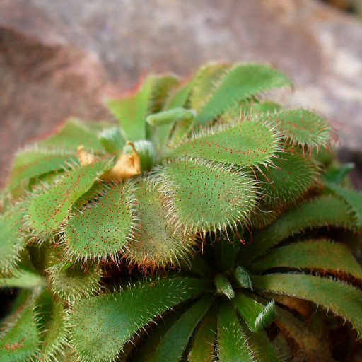 Alice Sundew (Drosera Aliciae) Plant Care & How to Grow, Water