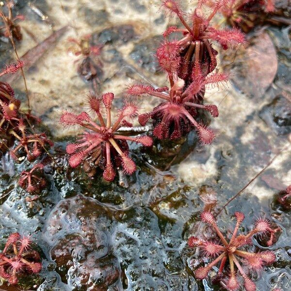 Drosera Amazonica Plant Care & How to Grow, Water
