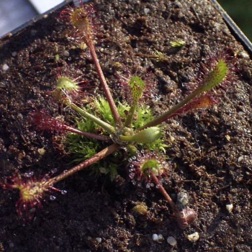 Great Sundew (Drosera Anglica) Plant Care & How to Grow, Water
