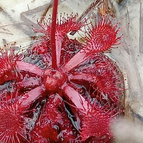 Drosera Biflora Plant Care & How to Grow, Water